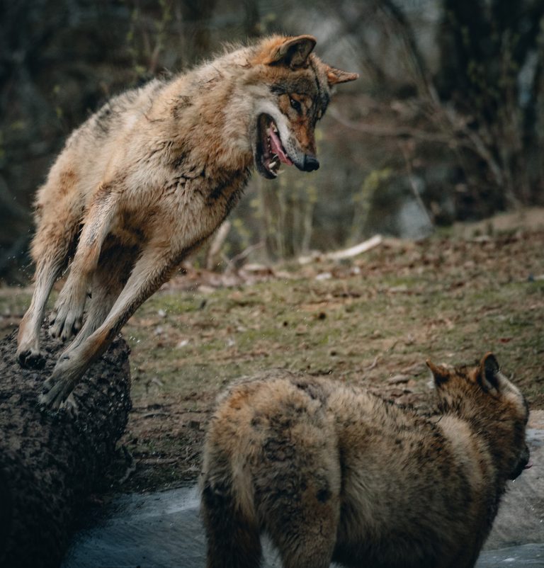 Top facts about wolves – Parenting Dad