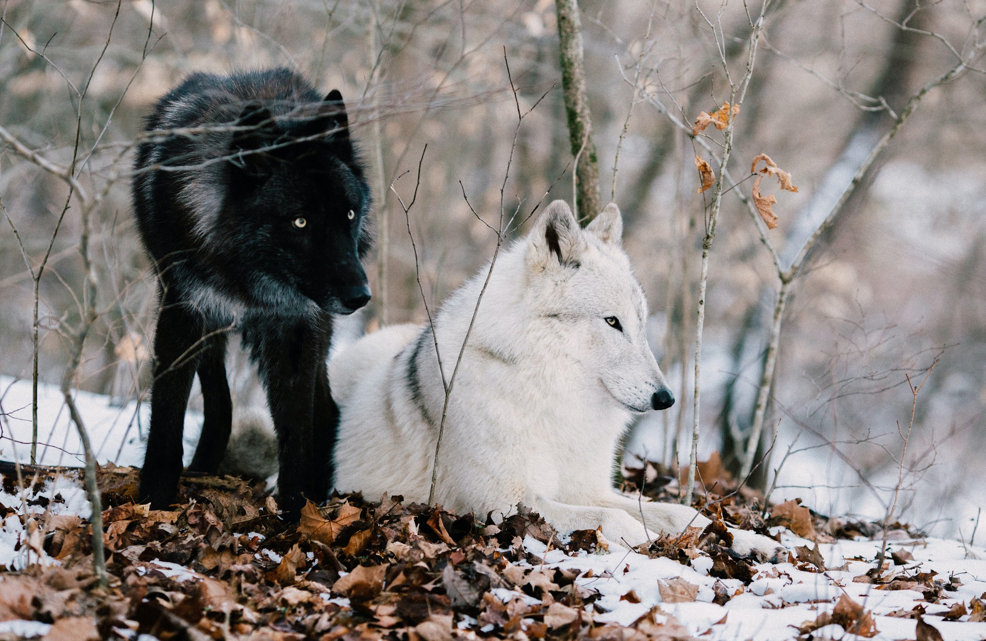 Top facts about wolves – Parenting Dad