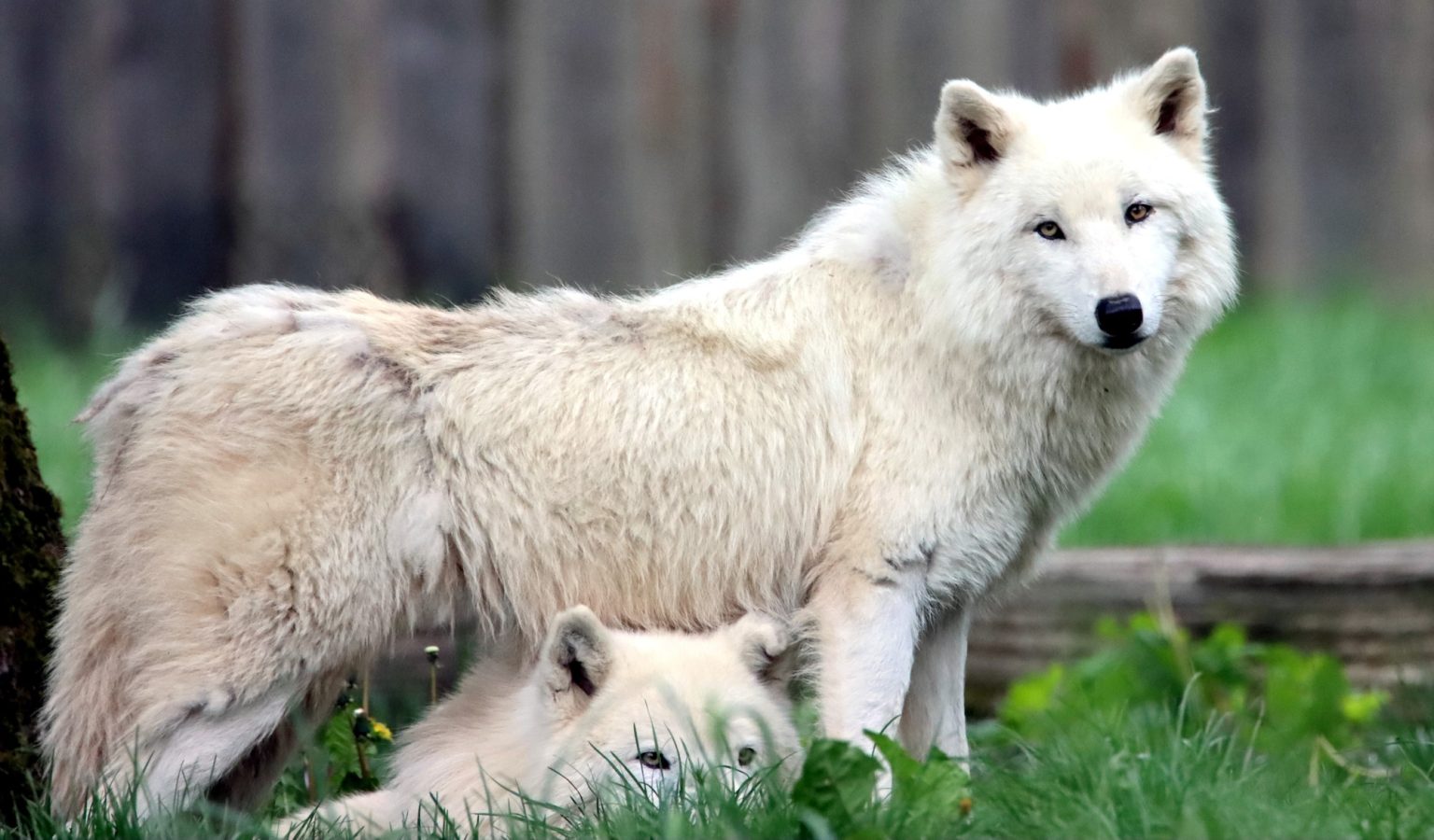 Top facts about wolves – Parenting Dad
