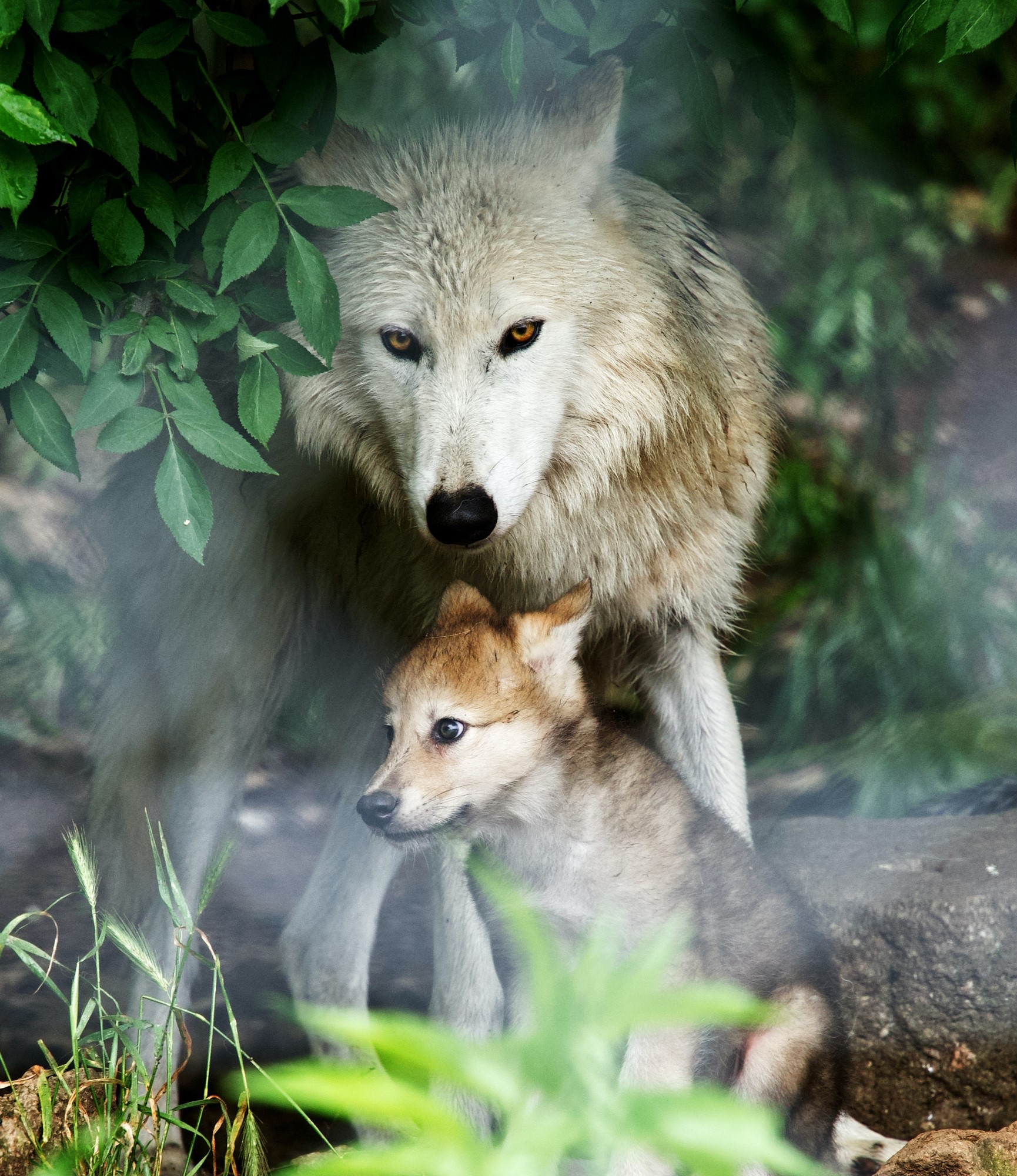 Top facts about wolves – Parenting Dad