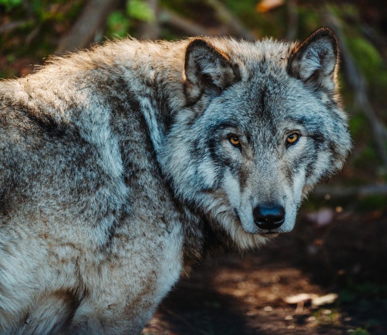 Top facts about wolves – Parenting Dad