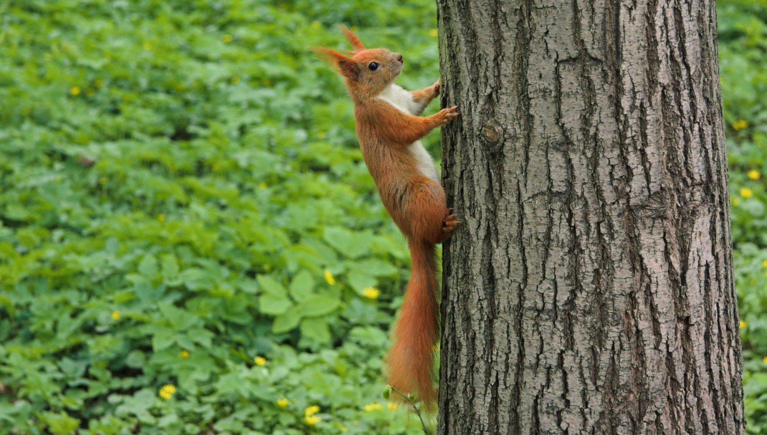 Educational – Top amazing facts about Squirrels – Parenting Dad
