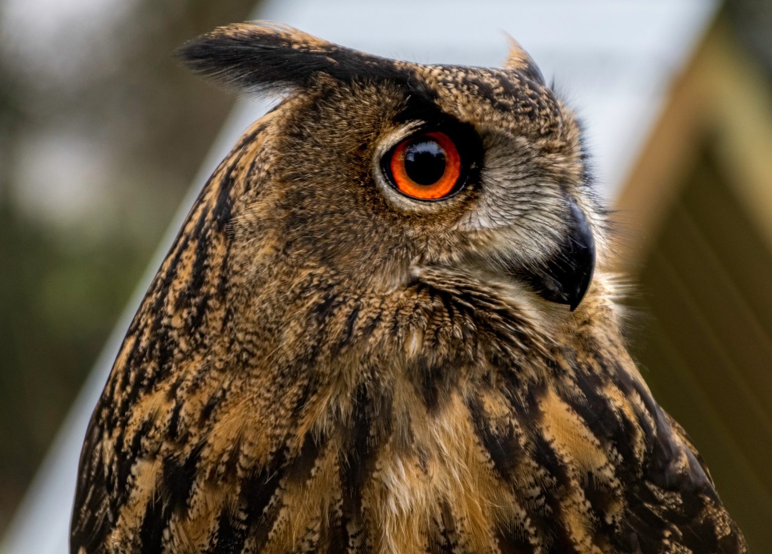 All About OWLS – Parenting Dad