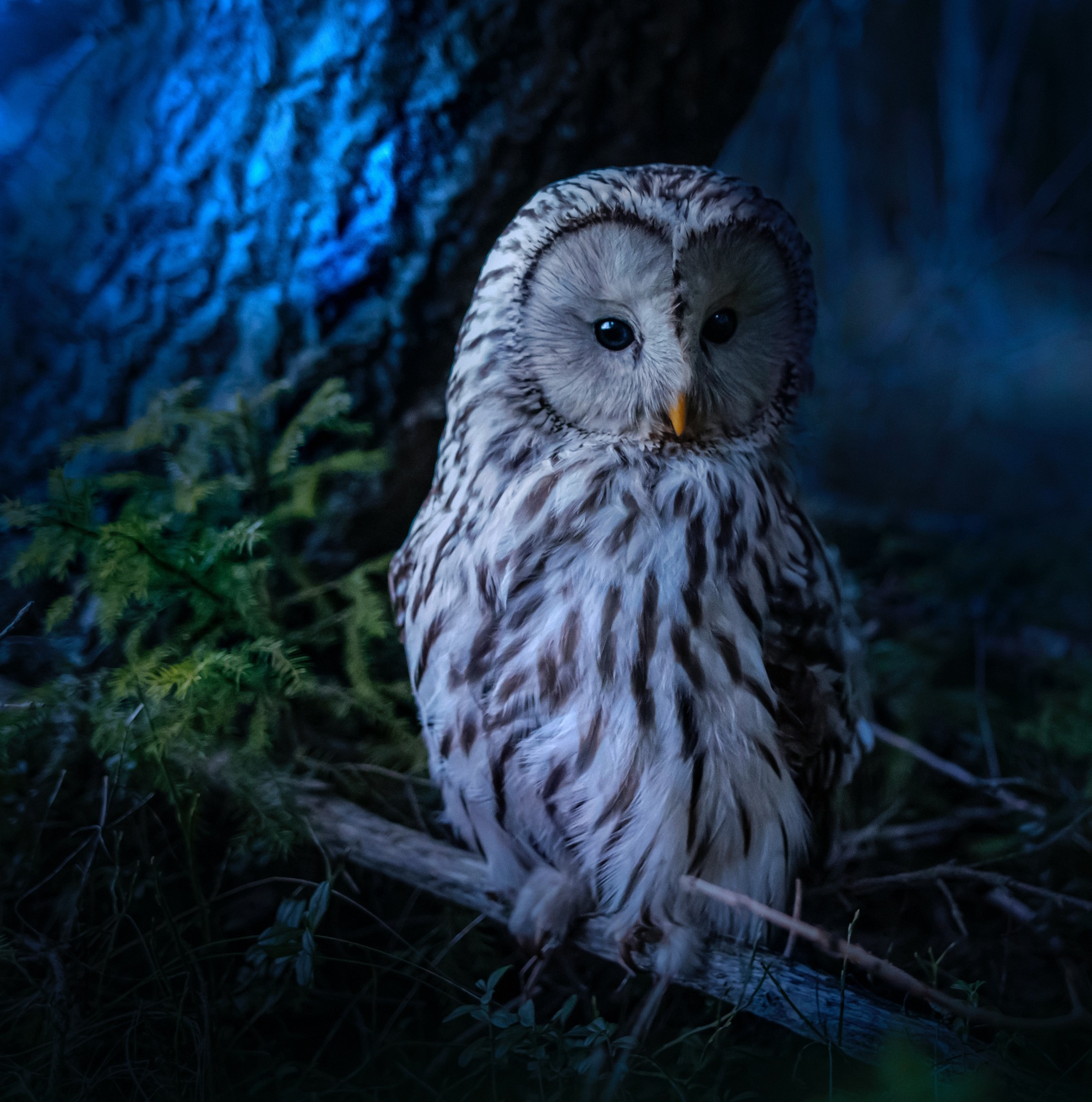 All About OWLS – Parenting Dad