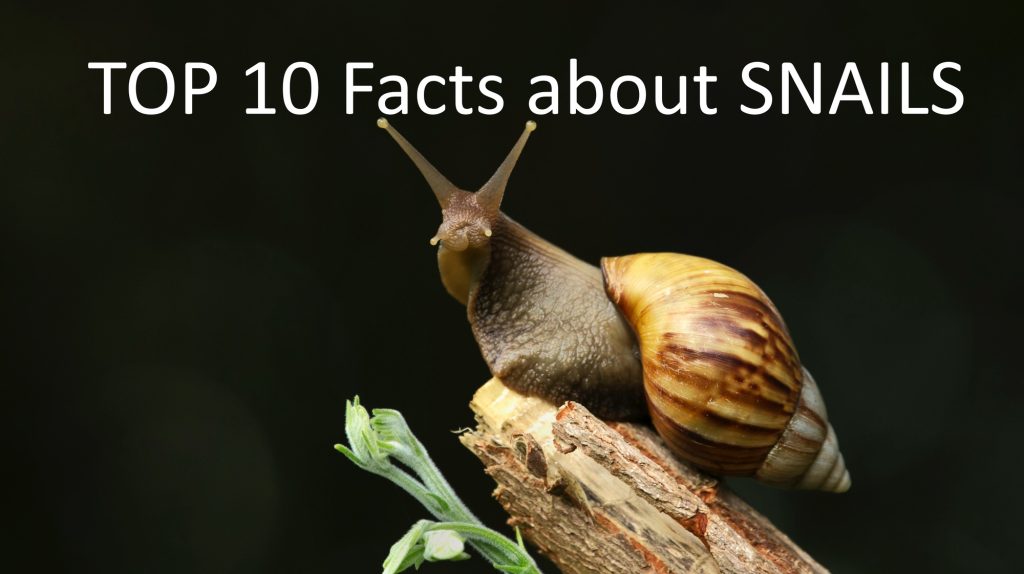 TOP 10 Facts about SNAILS – Parenting Dad