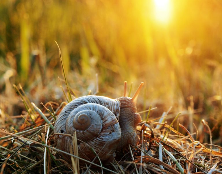 TOP 10 Facts about SNAILS – Parenting Dad