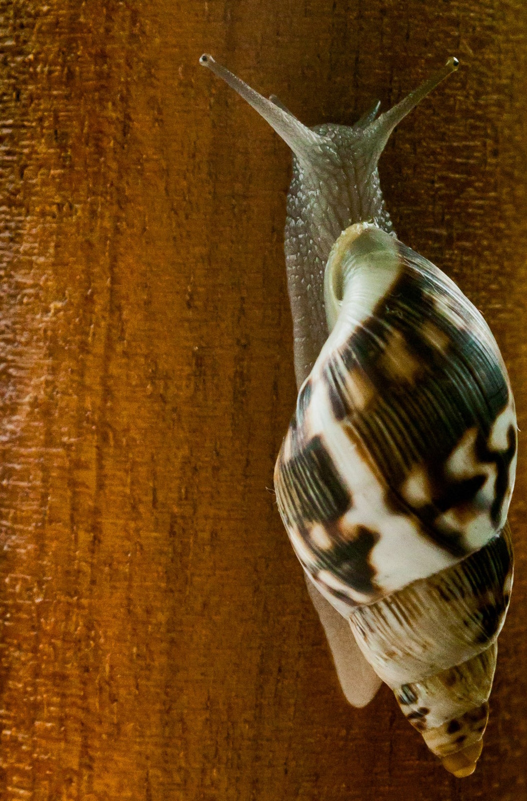 TOP 10 Facts about SNAILS – Parenting Dad