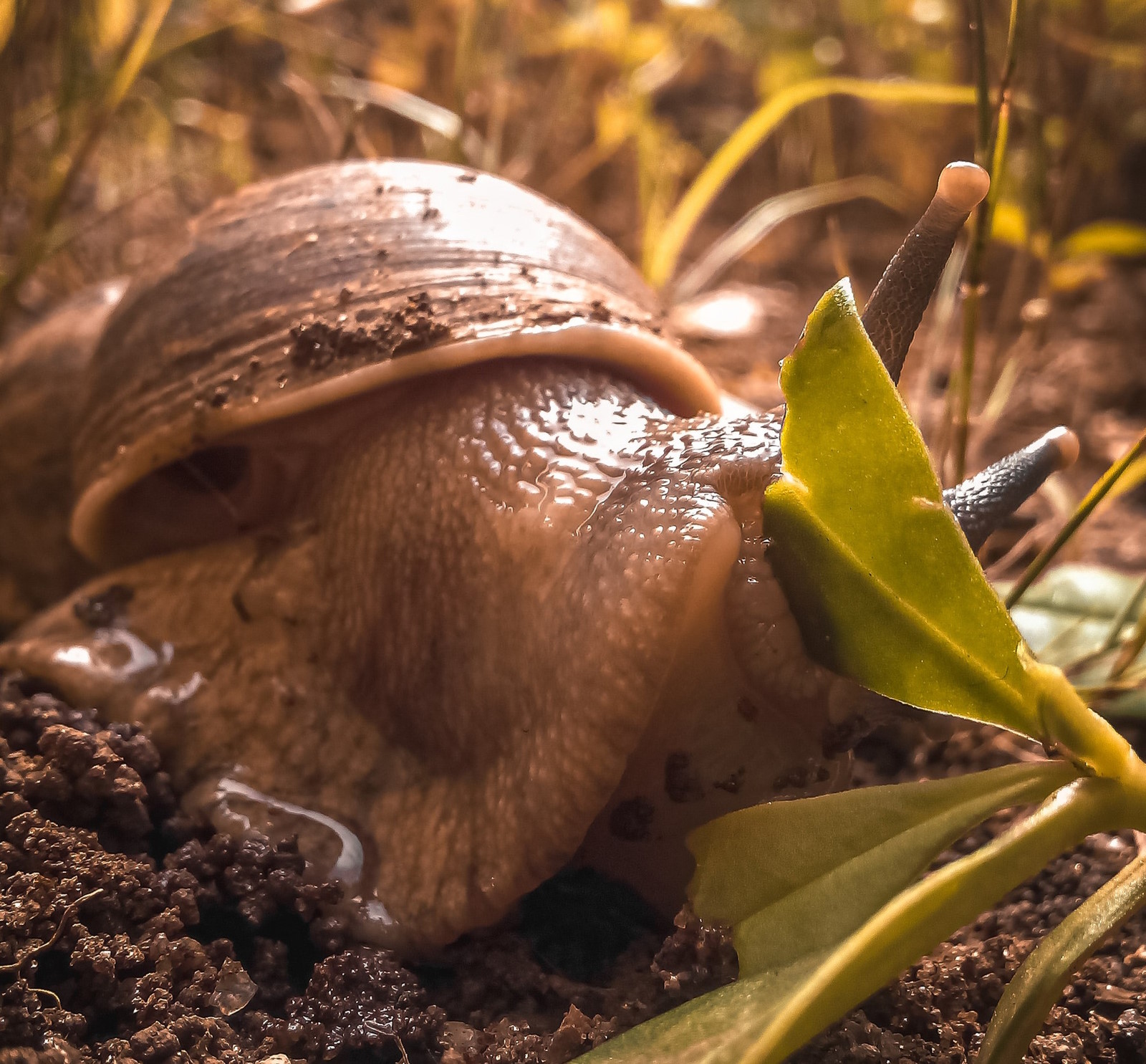 TOP 10 Facts about SNAILS – Parenting Dad