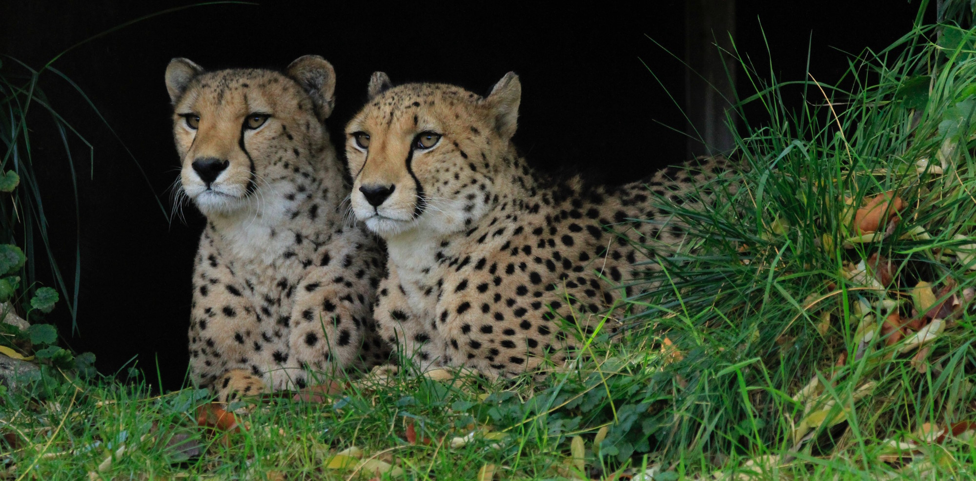 Cheetahs – the fastest animal in the world! – Parenting Dad