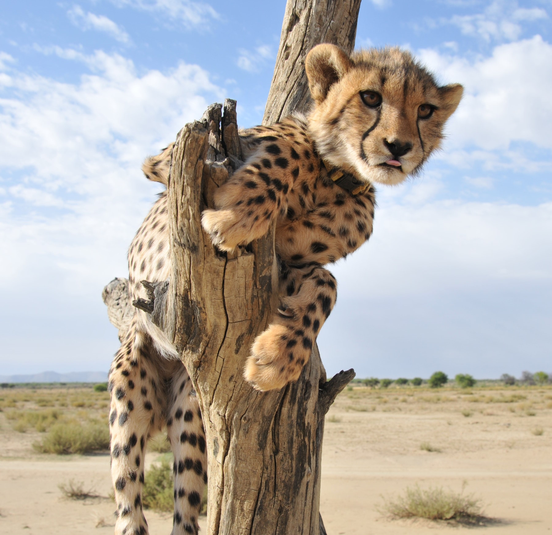 Cheetahs – the fastest animal in the world! – Parenting Dad