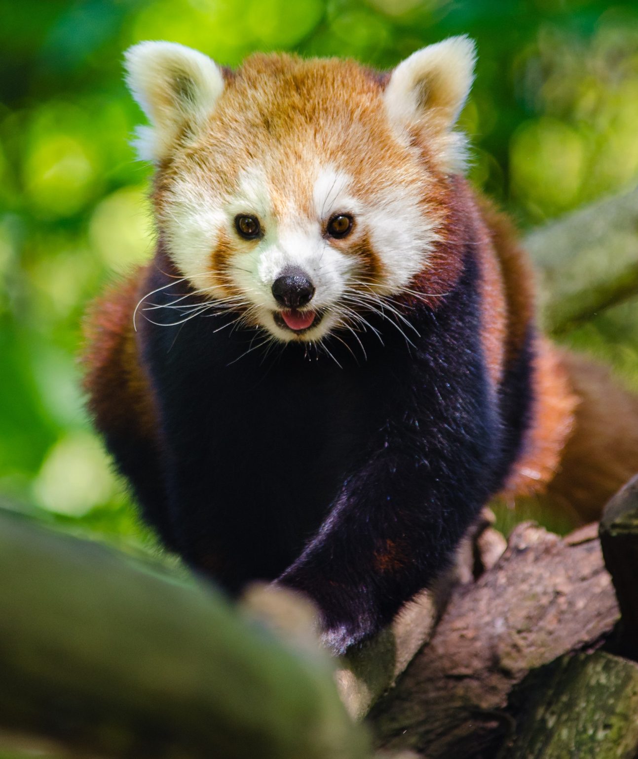 TOP 10 Facts Red Panda – Parenting Dad