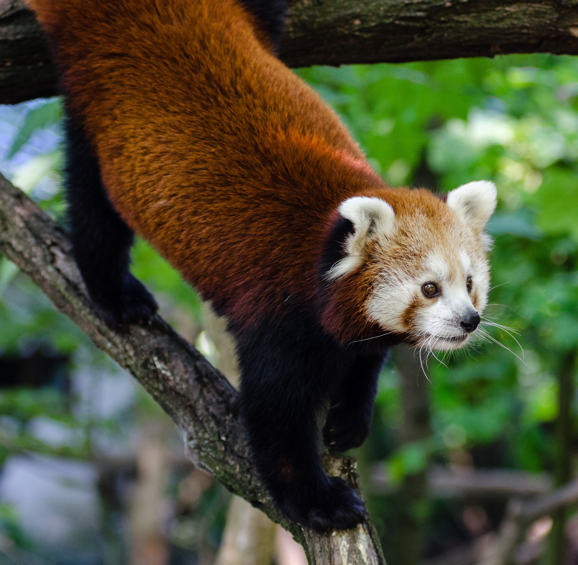 TOP 10 Facts Red Panda – Parenting Dad