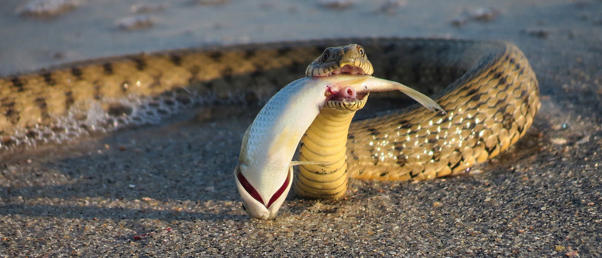 TOP 10 facts all about SNAKES – Parenting Dad