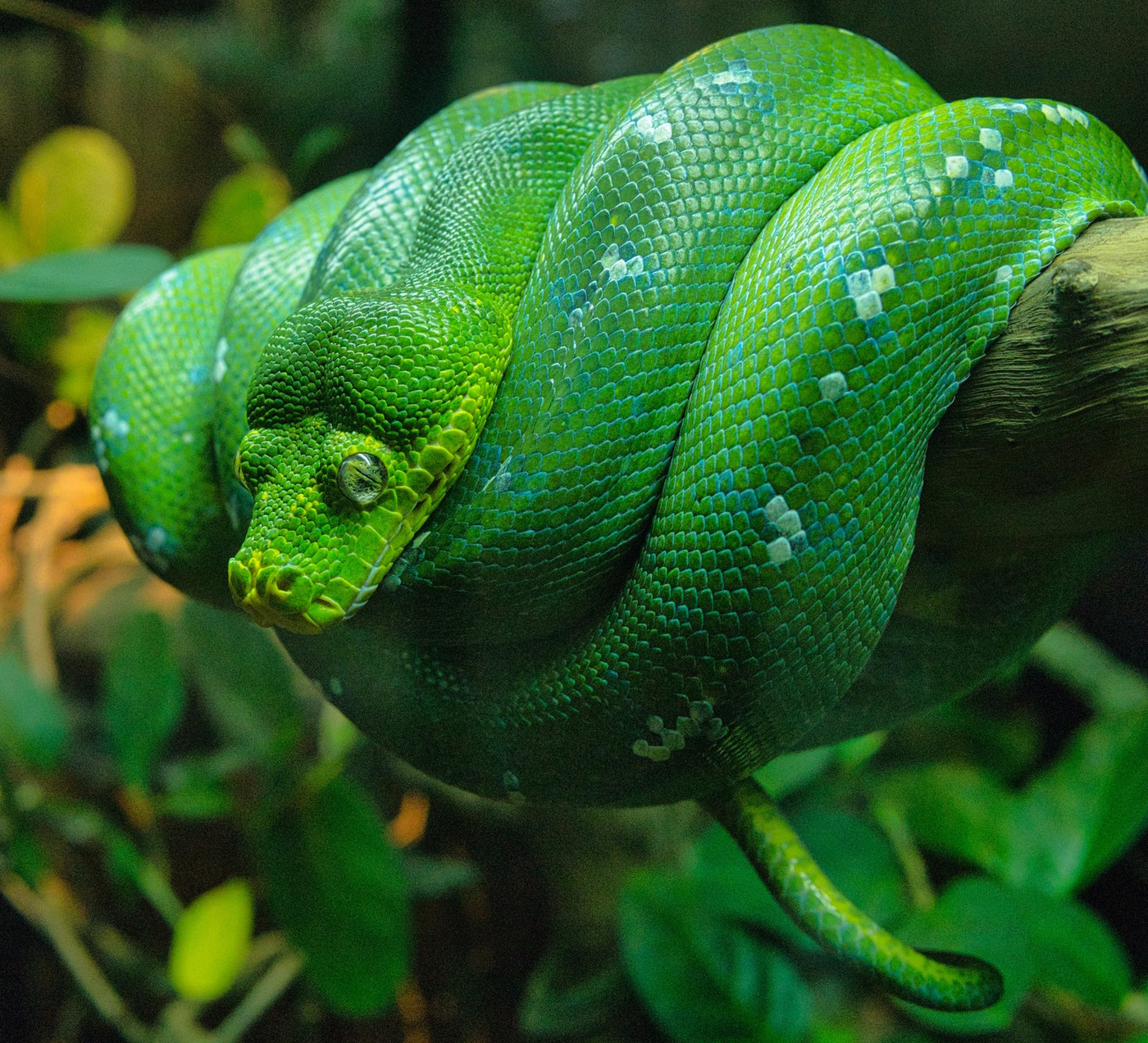 TOP 10 facts all about SNAKES – Parenting Dad