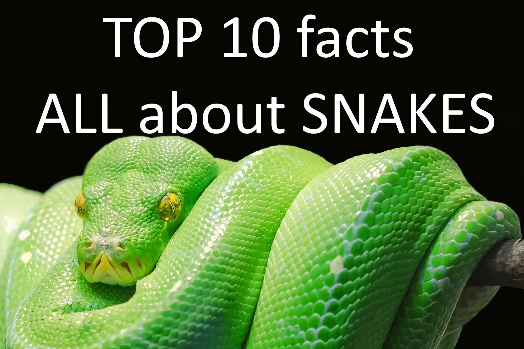 TOP 10 facts all about SNAKES – Parenting Dad