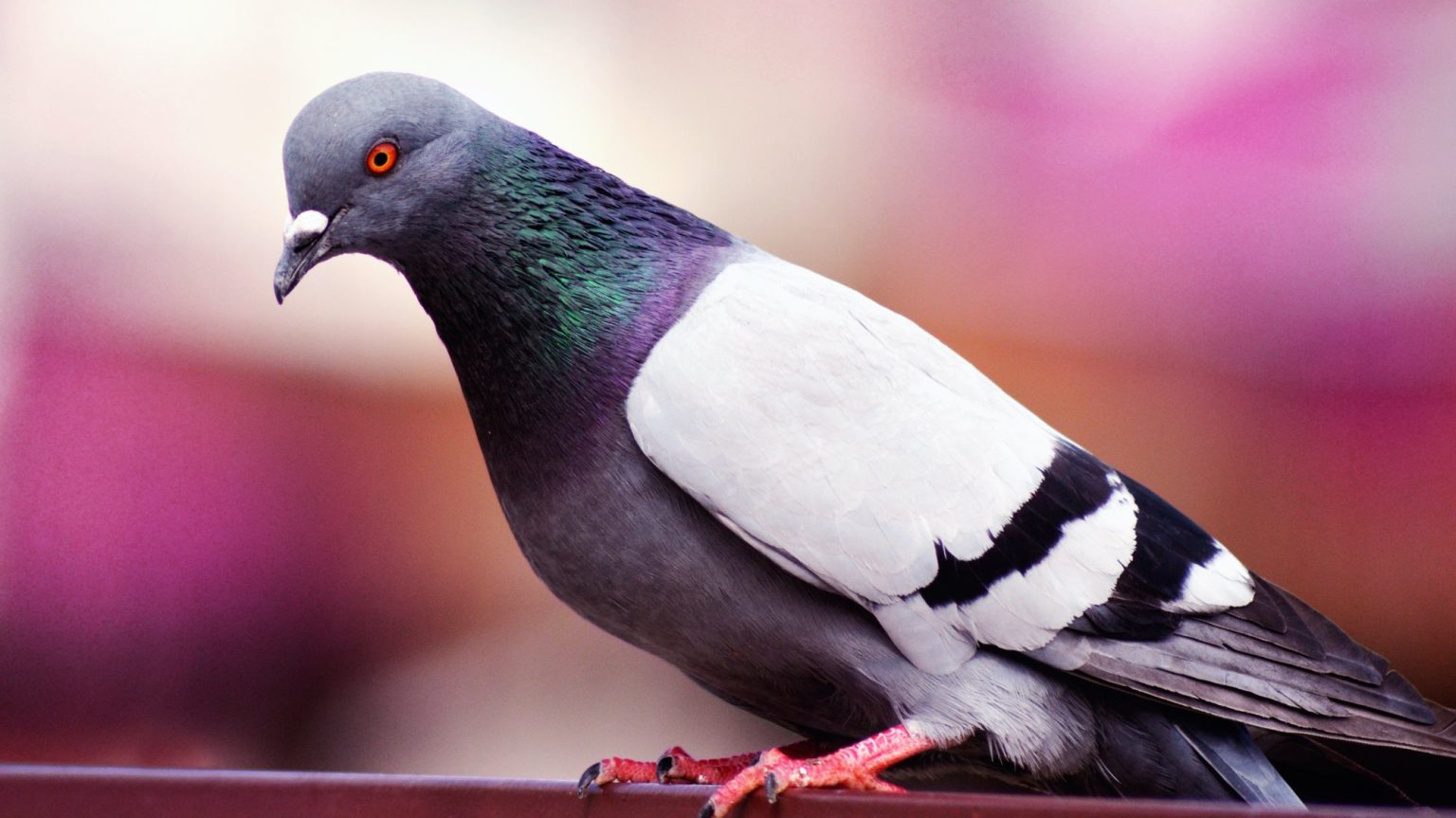 Top 10 Facts about PIGEONS – Parenting Dad