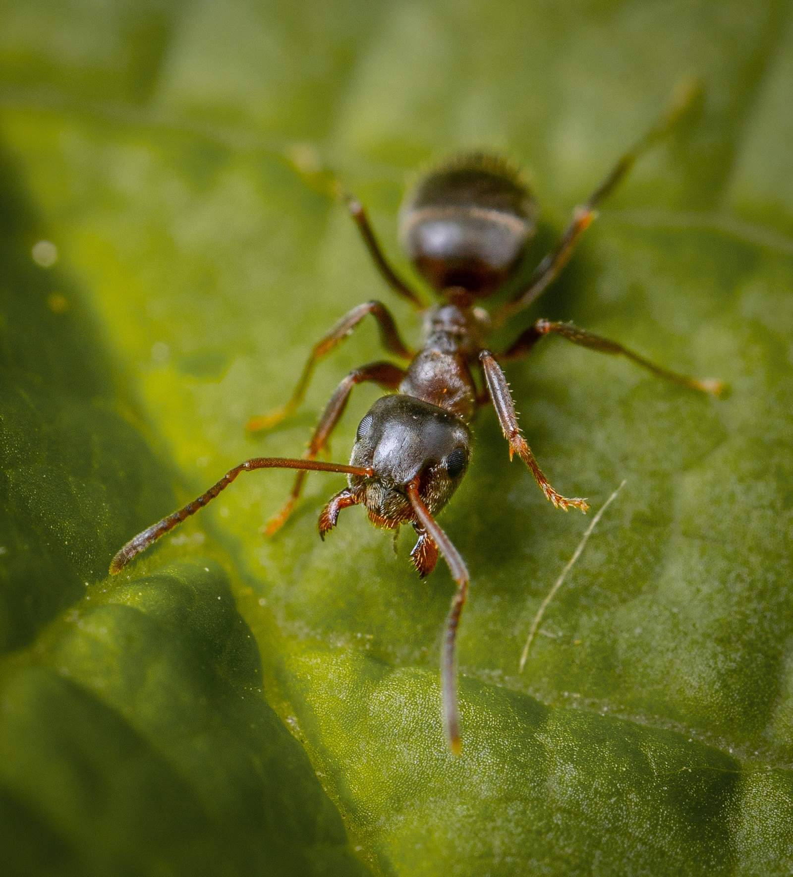 Unbelievable! Ants Rescue Their Injured Friends! – Parenting Dad