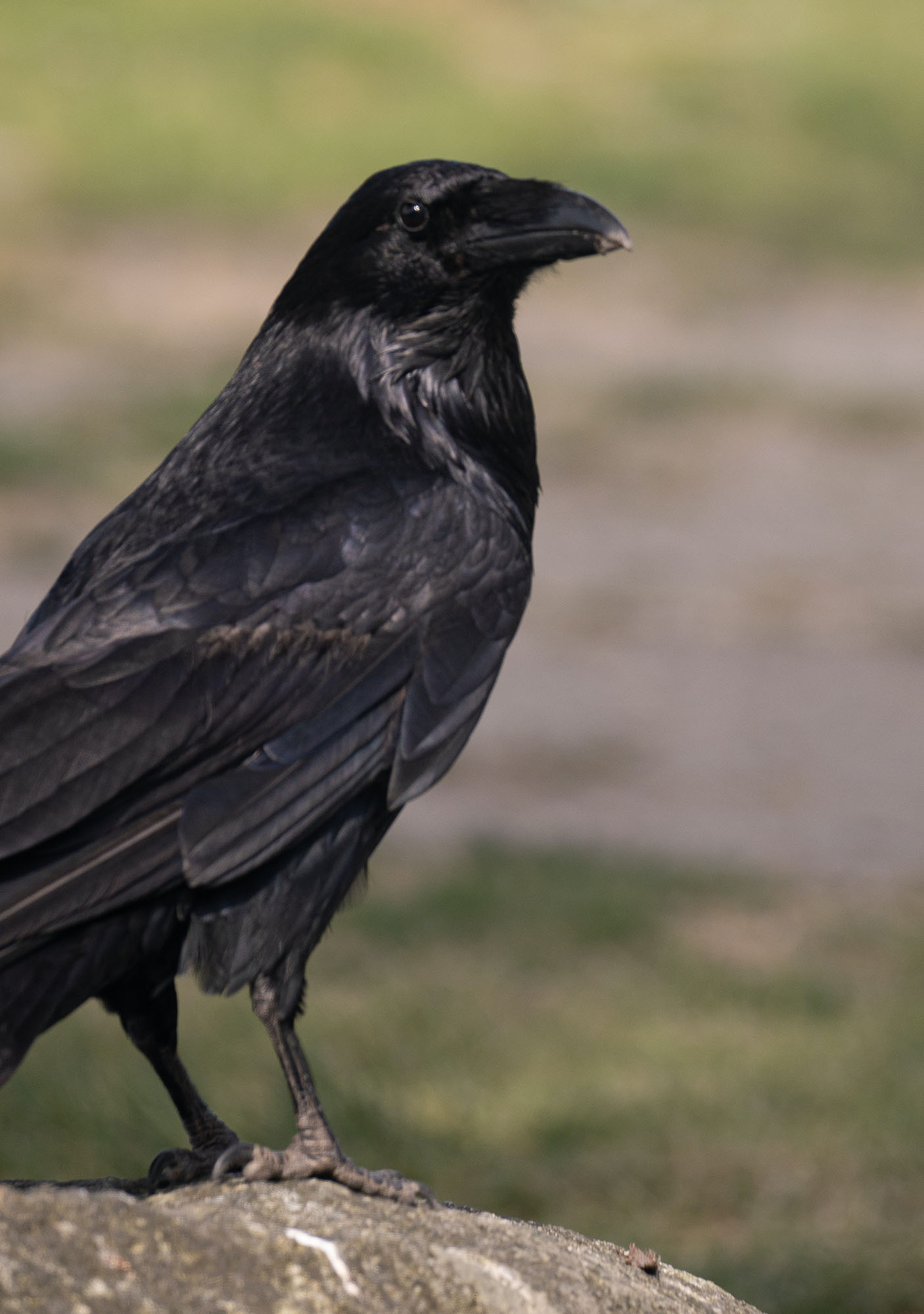 Do Ravens Mate For Life? – Parenting Dad