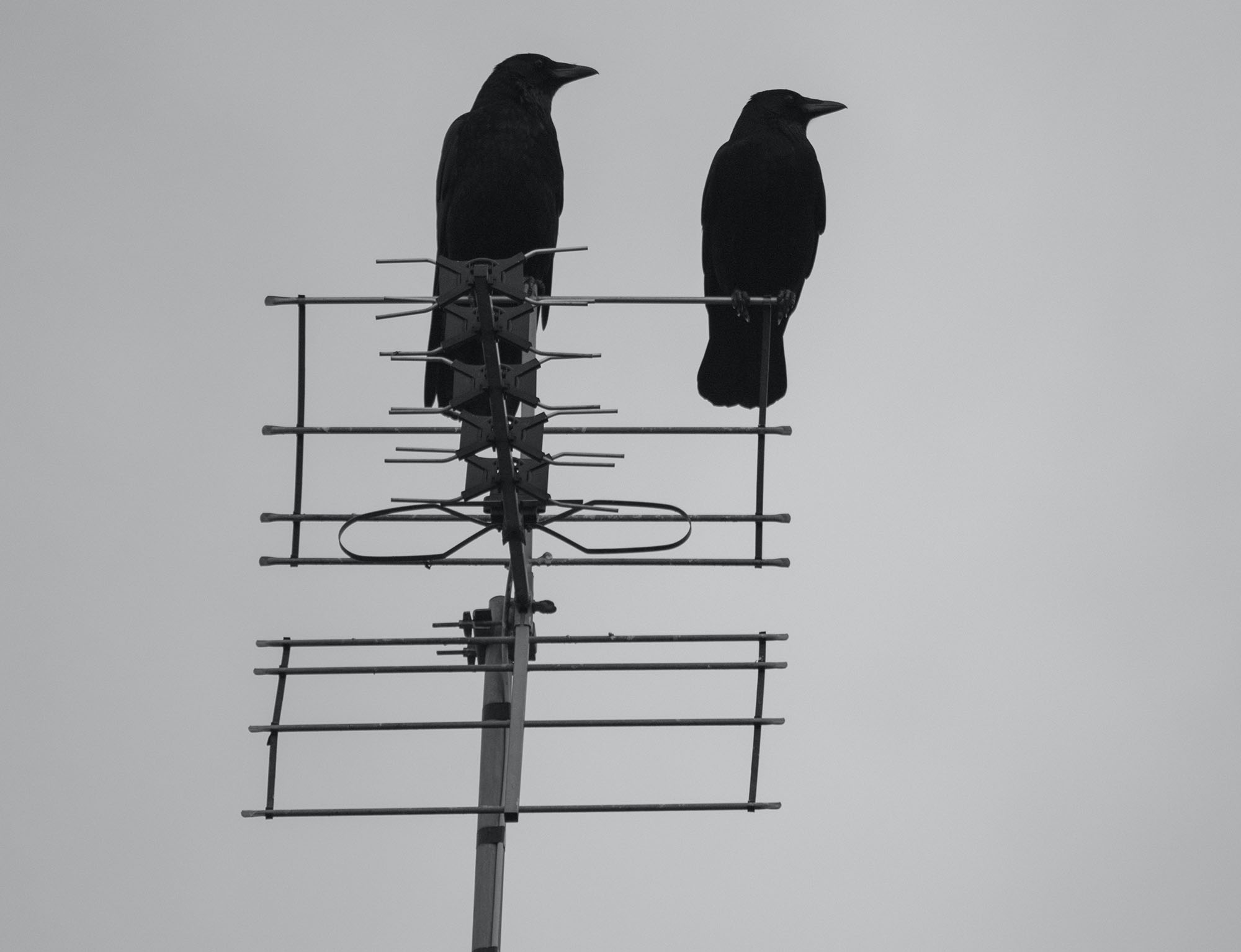 Do Ravens Mate For Life? – Parenting Dad