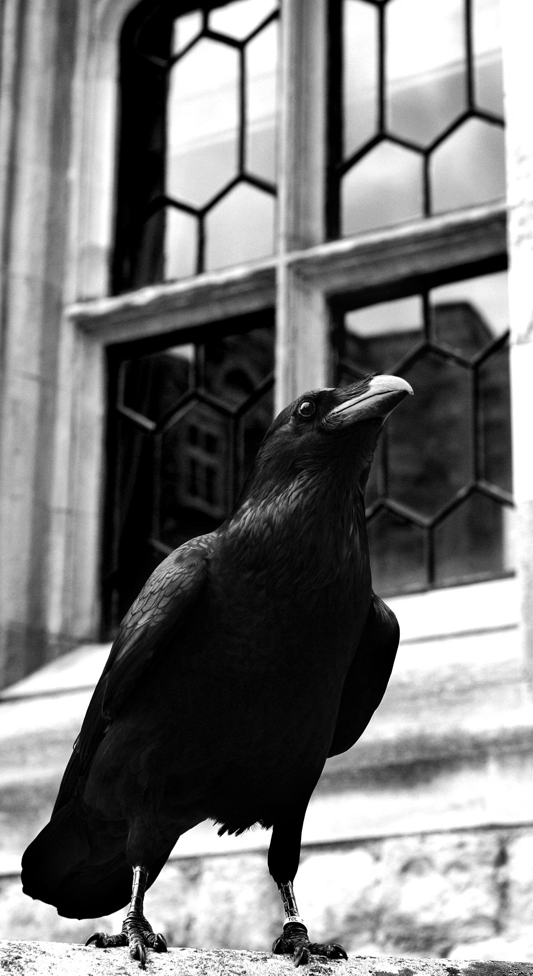 Do Ravens Mate For Life? – Parenting Dad