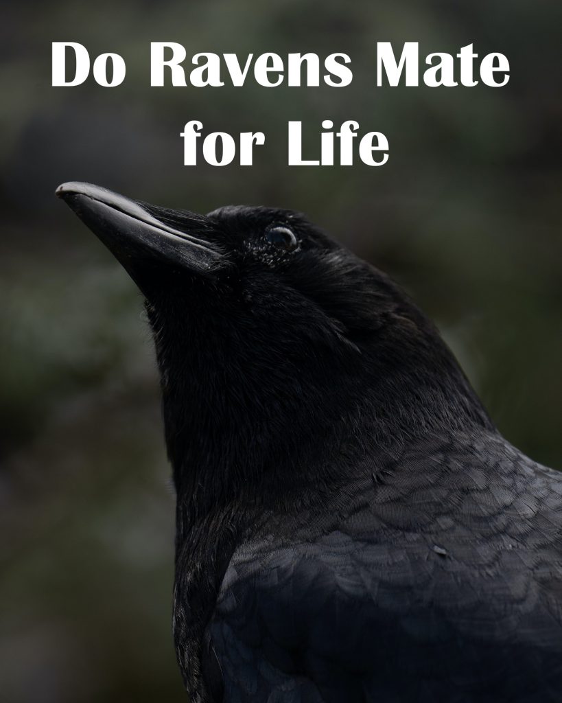 Do Ravens Mate For Life? – Parenting Dad