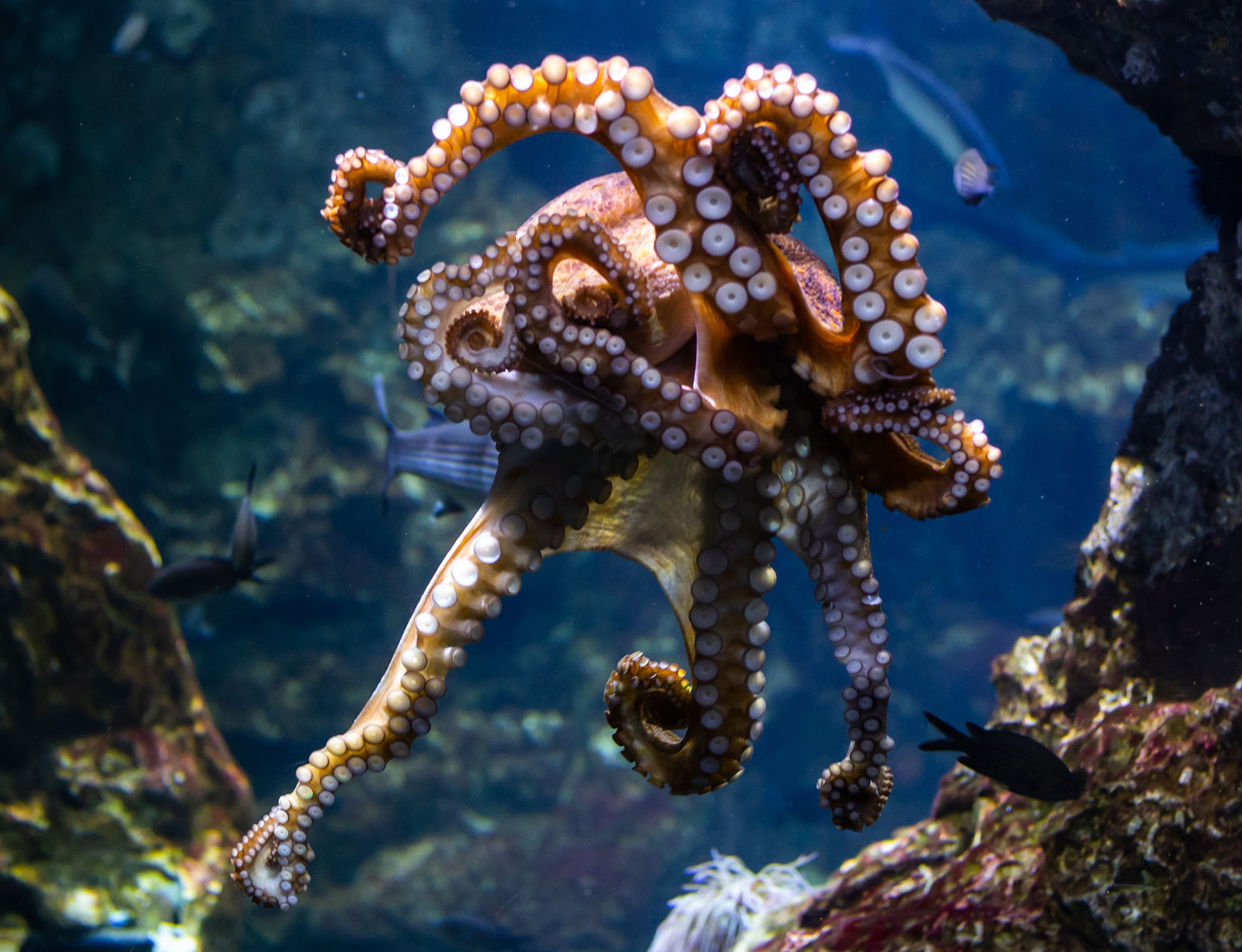 OCTOPUSES HAVE 9 BRAINS! – Parenting Dad